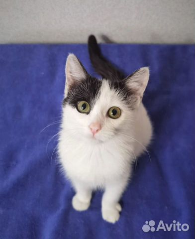 Котёнок Синди очень хочет домой