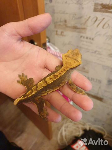 Геккон бананоед