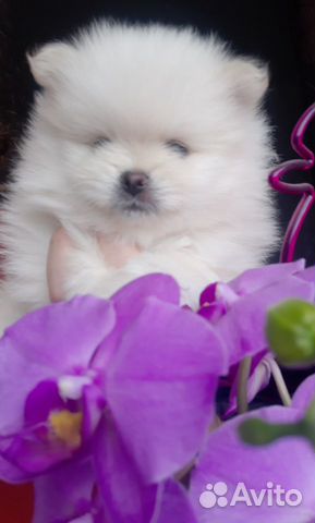 Щенки померанского шпица