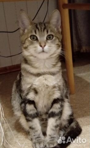Котик Фокс ищет дом