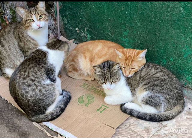 Котики 7-8 мес рыжик отдам в дар