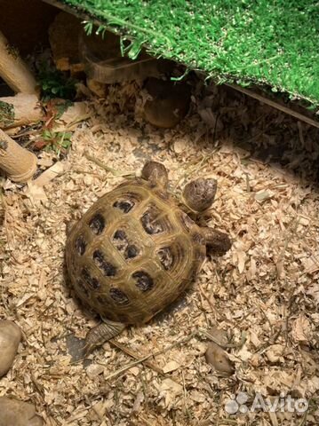 Черепаха сухопутная