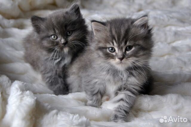 Сибирские метисы