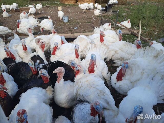 Индюки индюшки индейки