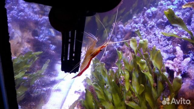 Отдам бесплатно обитателей морского аквариума