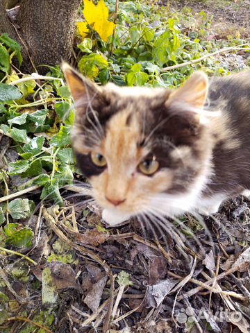 Котенок девочка 5 мес