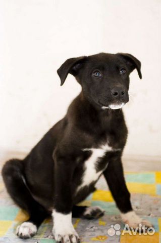 Щеночек ищет дом