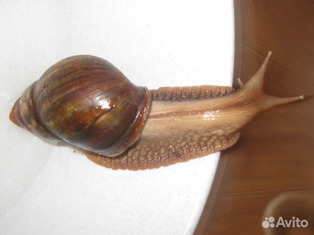 Улитки Ахатины, возраст 1,5 года, 4 шт., бесплатно