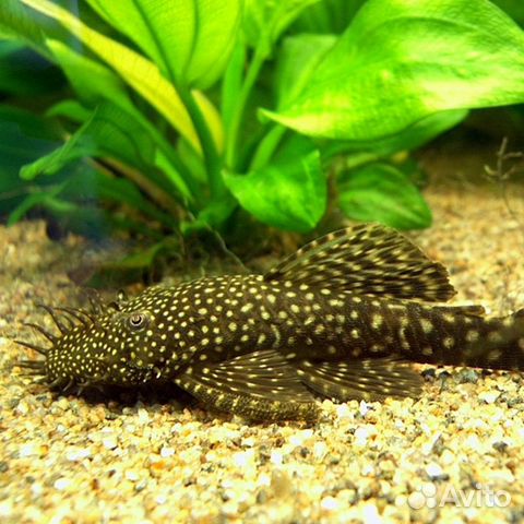 Поменяю самца анциструса на самку