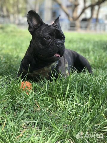 Вязка французский бульдог