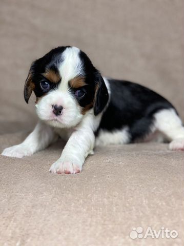 Кавалер кинг чарльз спаниель