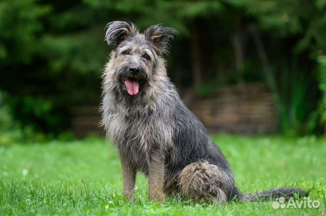 Собака терьеристый мальчик в добрые руки в дар