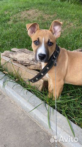 Стаффордширский терьер