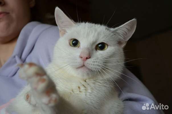 Метис турецкой ангоры манч в добрые руки