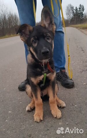 Щенок в дтбрые руки