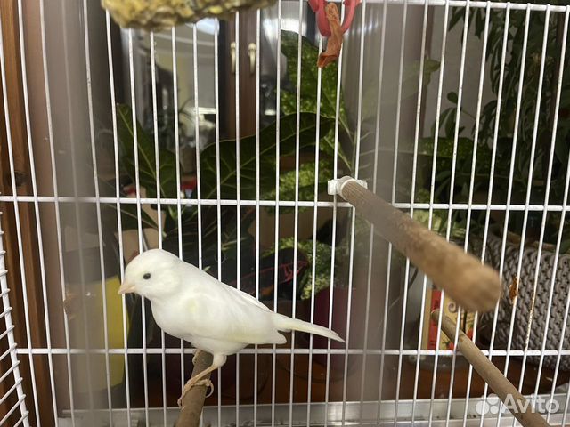 Кенар певчий