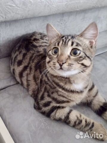 Котята в добрые руки мальчики