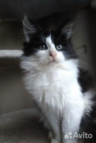 Пушистый котенок сибирячок Фома 3 месяца в дар