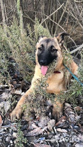 Щенок, похожа на малинуа, в дар