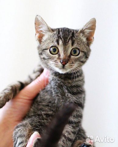 Котенок Соник в добрые руки