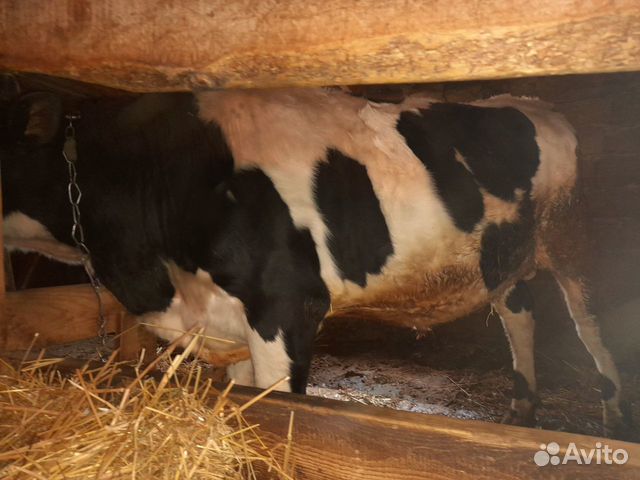 Продается бык
