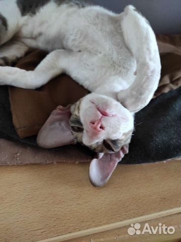 Котики-обаяшки корниш-рекс