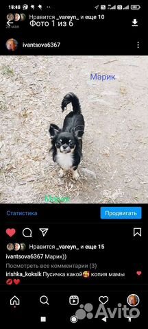 Кобель чихуахуа д/ш на вязку