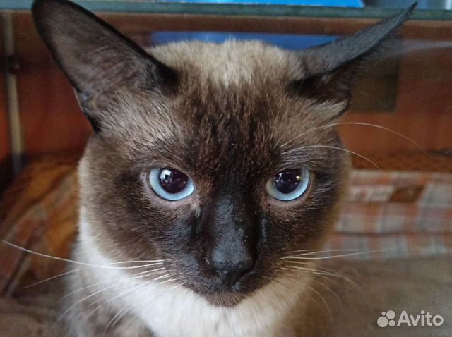 Вязка с Меконгским Бобтейлом