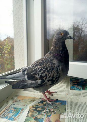 Голубка Айгуль ищет дом