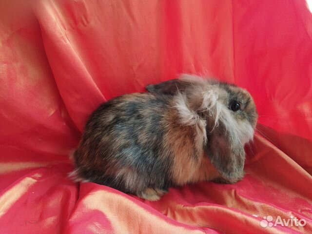 Декоративные кролики вислоухие