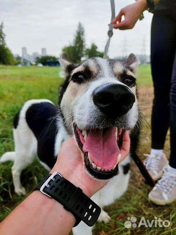 Вега ищет семью