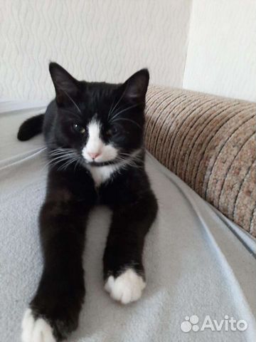 Котик
