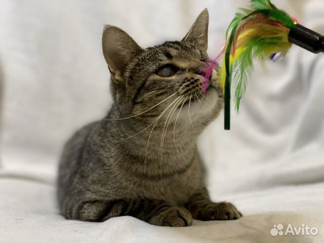 Молоденькая кошка Аленушка в добрые ответственные