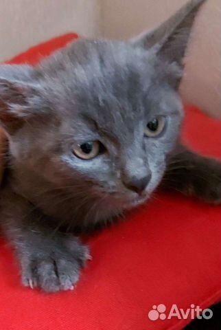 Котятки в добрые руки бесплатно