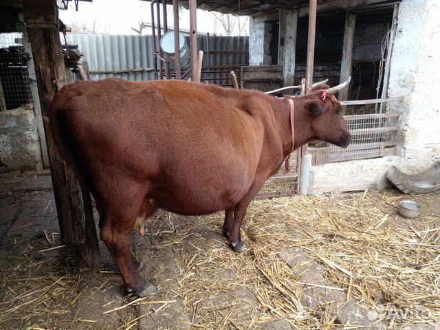Корова на мясо