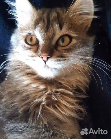 Отдам в добрые руки