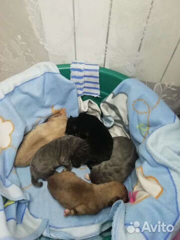 Щенки 4-5 дней