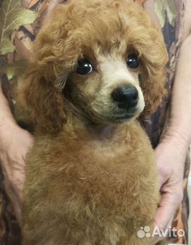 Той-пудель щенок