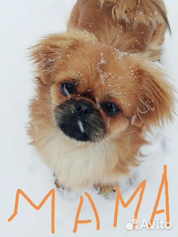 Пекинес