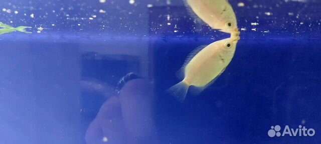 Целующийся гурами