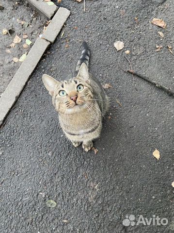 Шикарный кот