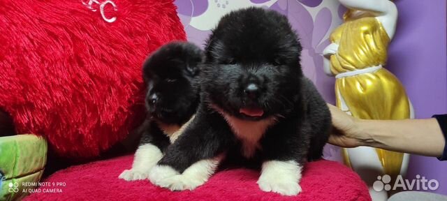 Собака Американская Акита