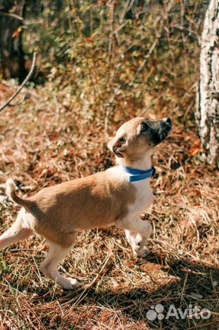 Щенок в добрые руки