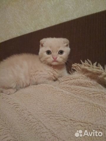 Шотландский кот 5000