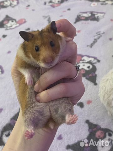 Сирийский хомяк с клеткой