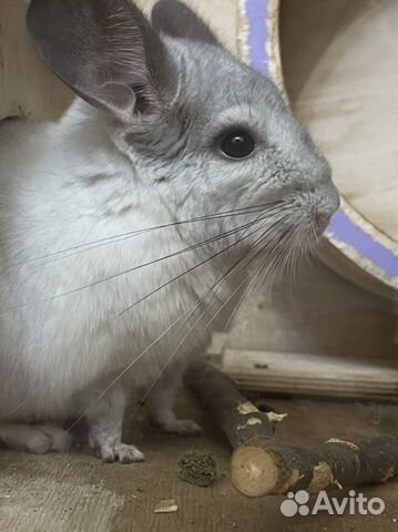 Шиншилла девочка