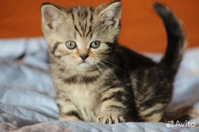 Чистокровная британочка 1 мес