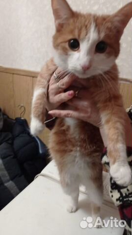 Рыжий котик в добрые руки