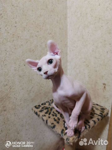 Брутальный парень Эльф канадский сфинкс