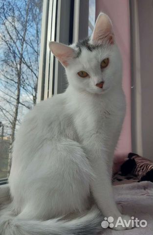 Турецкая ангора